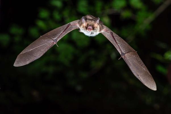 BATLAS Fledermaus Population, Trends, Karten und mehr
